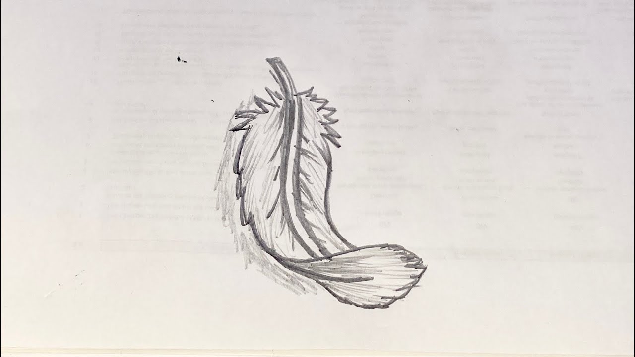 How to draw a feather 🪶 |Realistic feather easy step by step - YouTube
