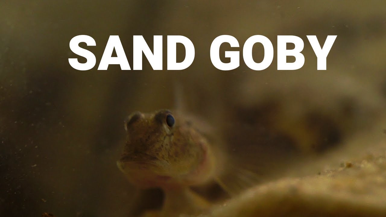 SAND GOBY FISH IN AQUARIUM - YouTube