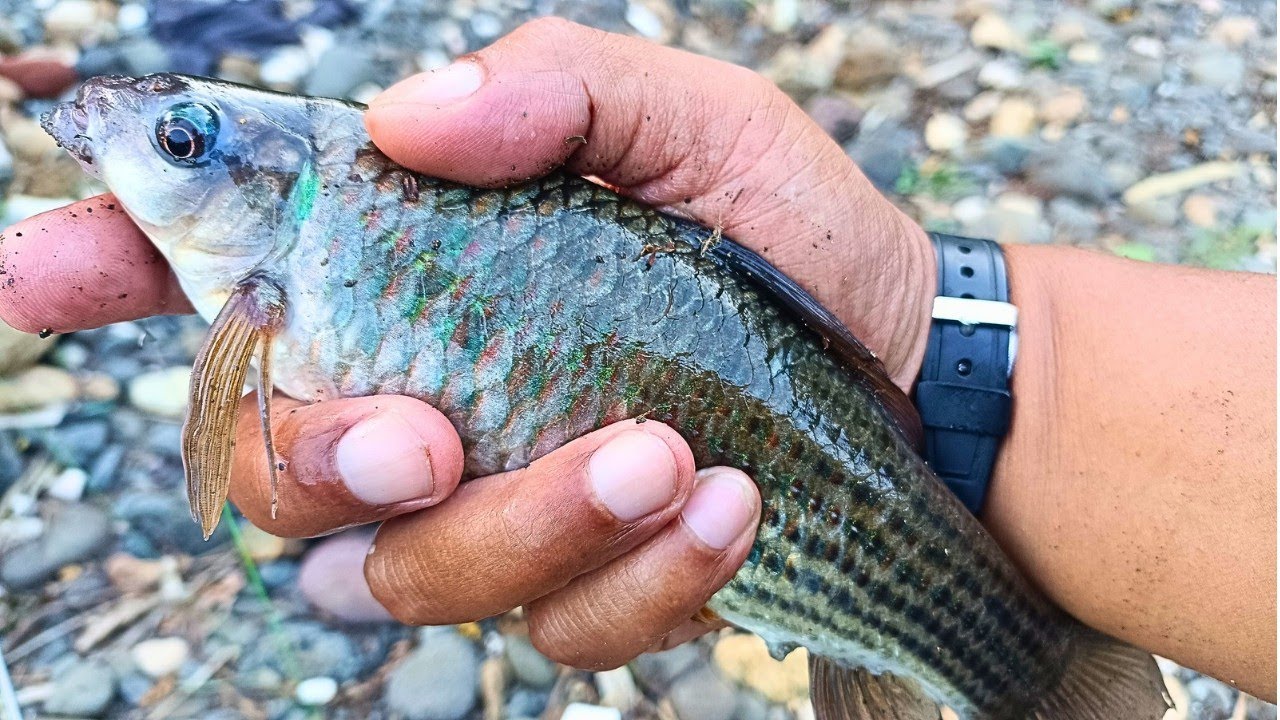 WAJIB TAU‼️ SETTINGAN RANGKAIAN RENTENG MANCING IKAN NILEM/MELEM - YouTube