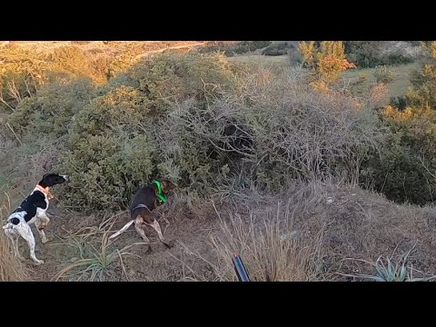Turaç Keklik Tavşan avı 2022-7 KKTC Büyük Av Francolin Hunting in Cyprus