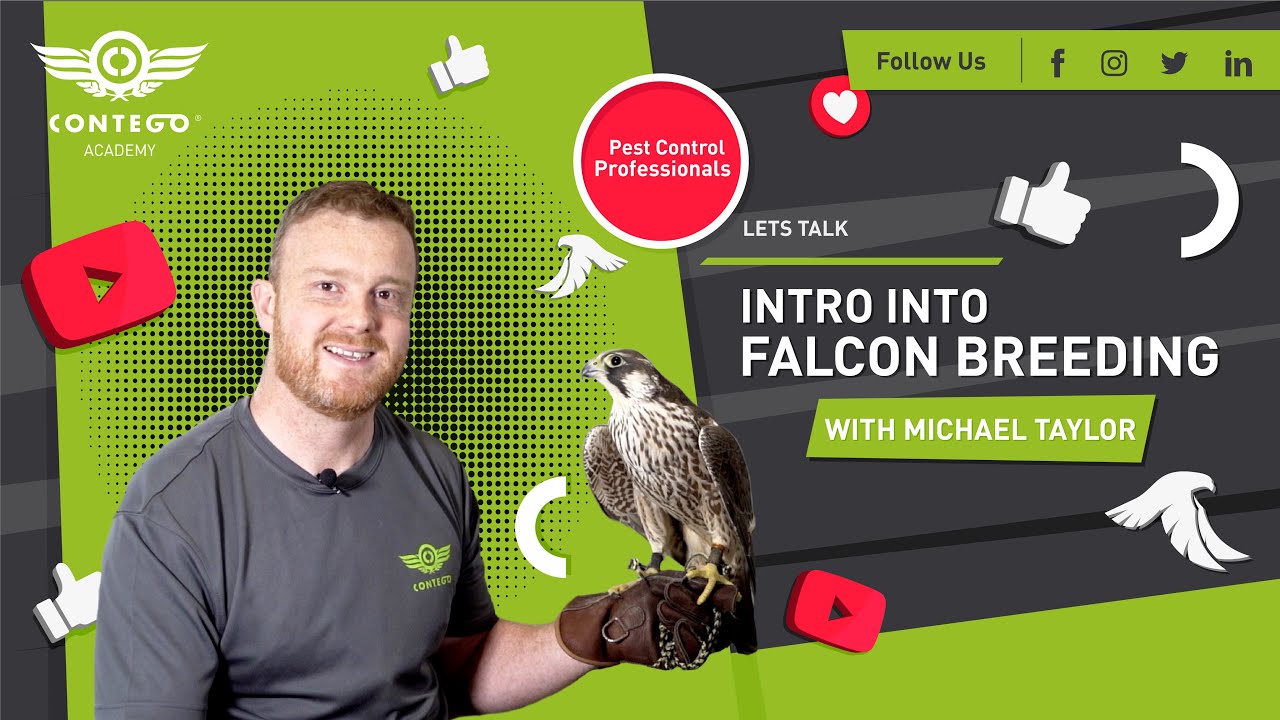 Falcon Breeding | a quick introduction! - YouTube