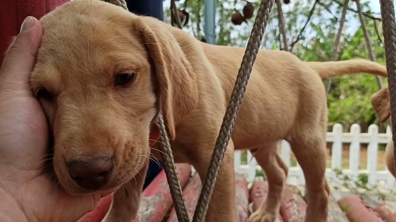 Lindos filhotes de labrador amarelo - Canil de Labrador - YouTube