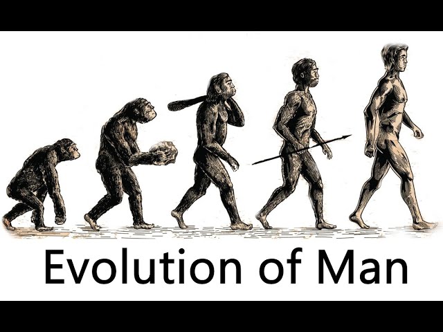 Evolution Of Man Picture