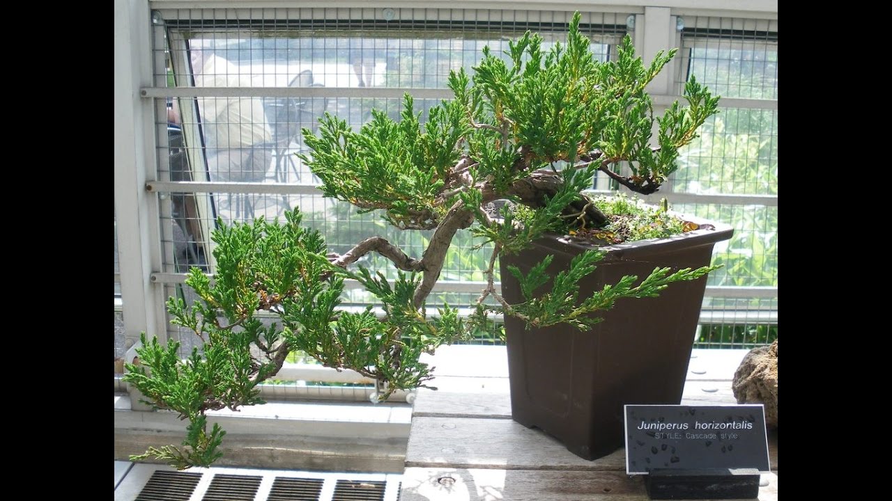 Juniperus conferta - Shore Juniper (syn. J. rigida var. conferta) - YouTube