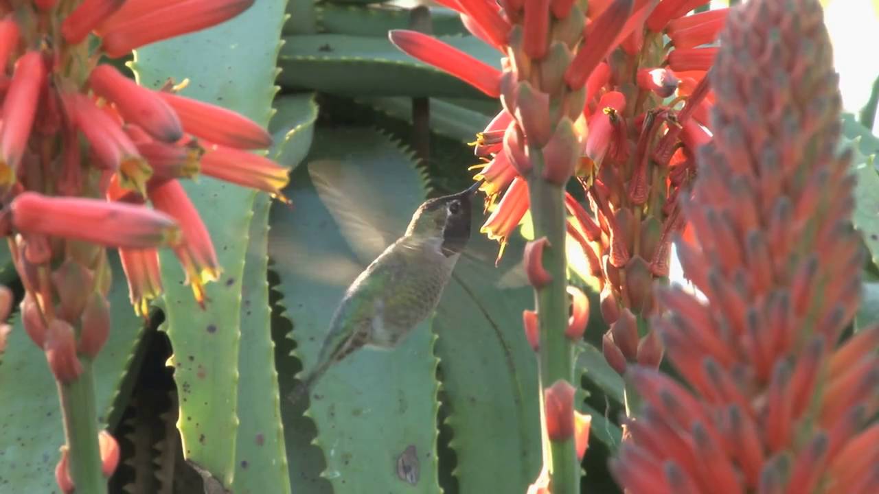 FREE STOCK FOOTAGE Hummingbird, cactus, flowers - YouTube