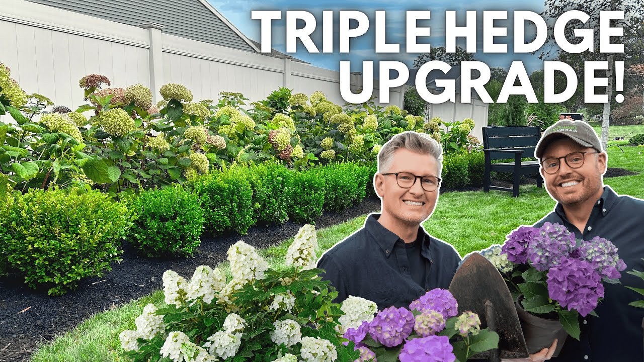 Triple Hedge Upgrade! 🌿 New Boxwoods + Two New Hydrangeas - YouTube
