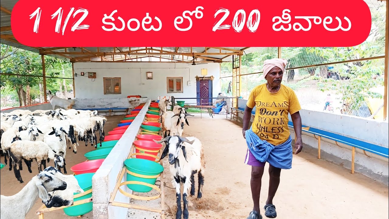 Modern Sheep Shed Design for Profitable Sheep Farming | GM Natural ...