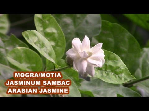 MOGRA/MOTIA/JASMINE PLANT | Mogra की देखभाल | ARABIAN JASMINE PLANT ...