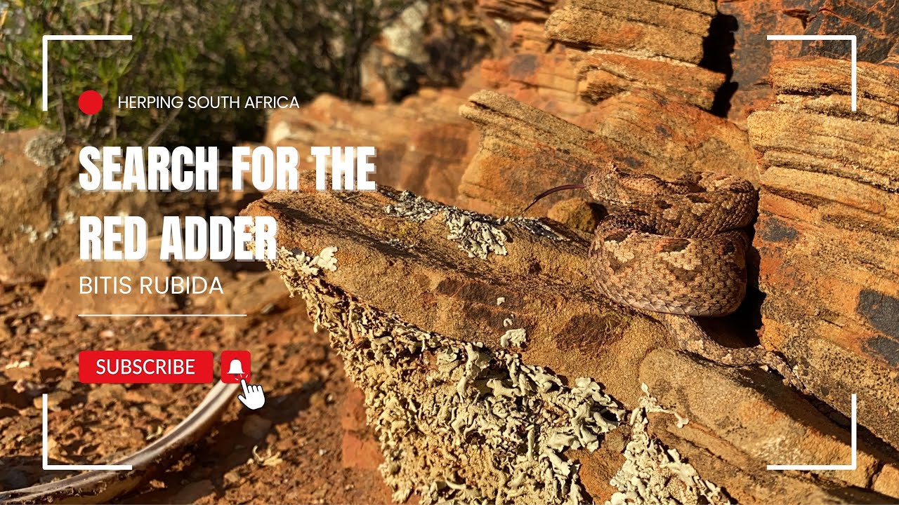 Herping for the Beautiful Red Adder (Bitis rubida) | Herping South ...