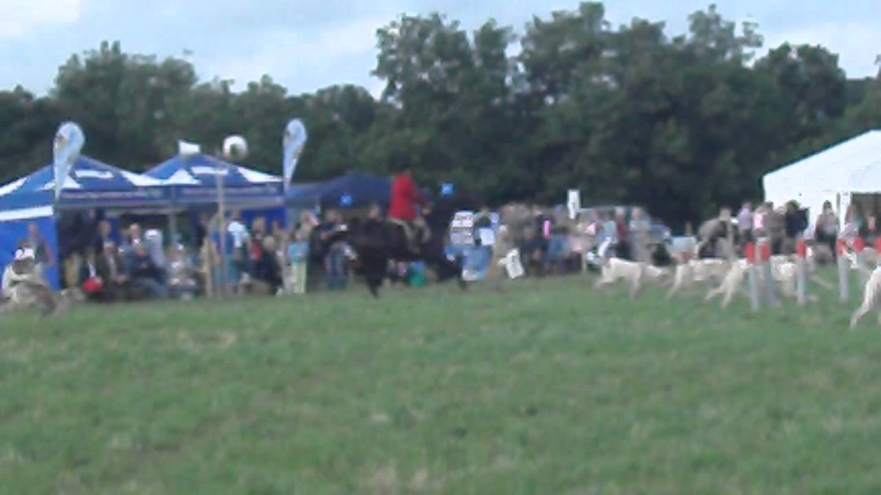 Sennybridge Farmer's Hunt hounds at The sennybridge Show. - YouTube