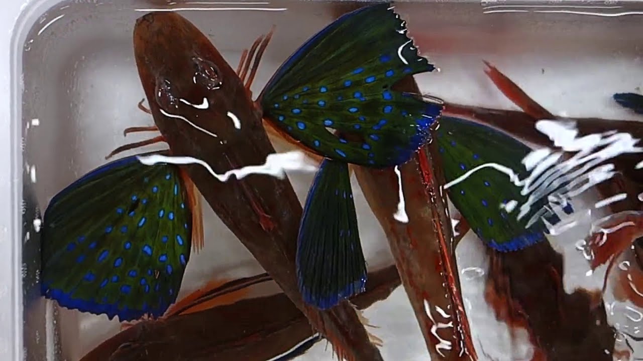 SHOCKING JAPANESE LIVE FISH MARKET - YouTube