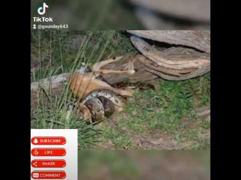 python swallowed dog - YouTube