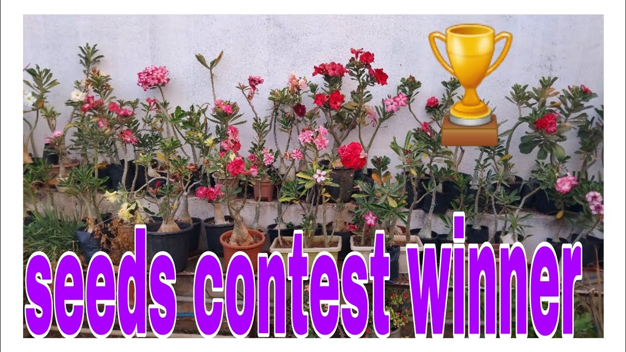 🏆🏆free seeds winner 🏆🏆@floweringgardenvlog - YouTube