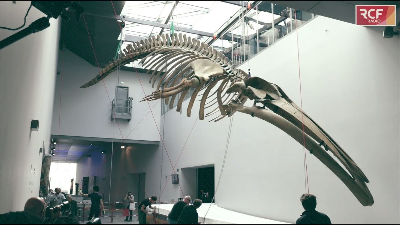 Installation d'un squelette de baleine au Musée des Confluences ...