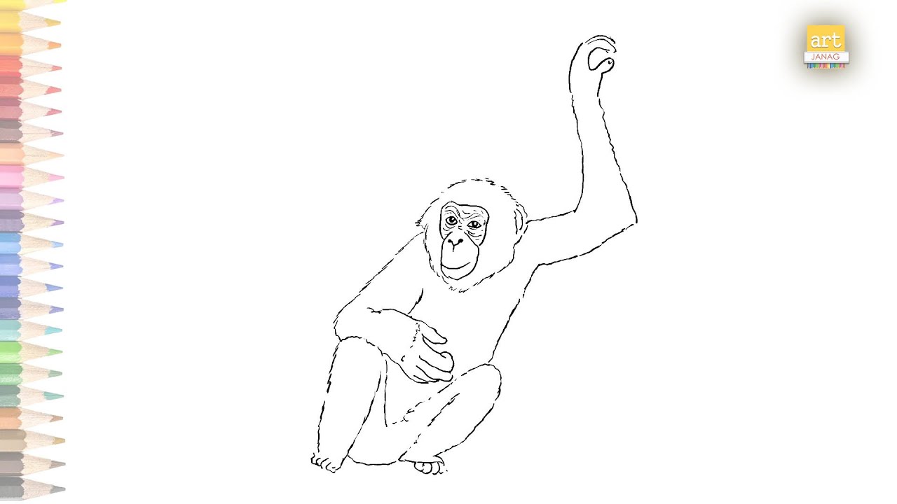 Bonobo chimpanzee drawing outline | How to draw A Bonobo chimpanzee ...