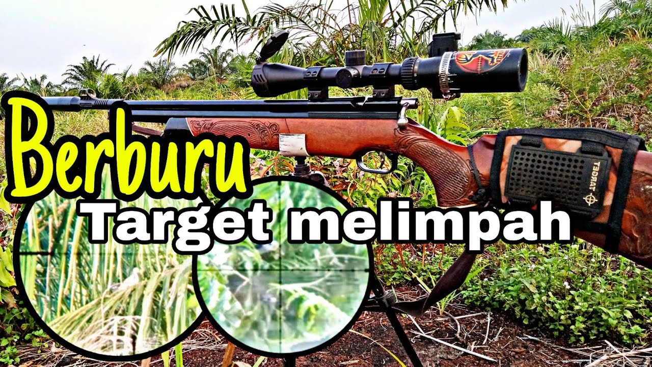 Berburu Dengan Uklik | Sharp Tiger @rusdyhunter9471 - YouTube