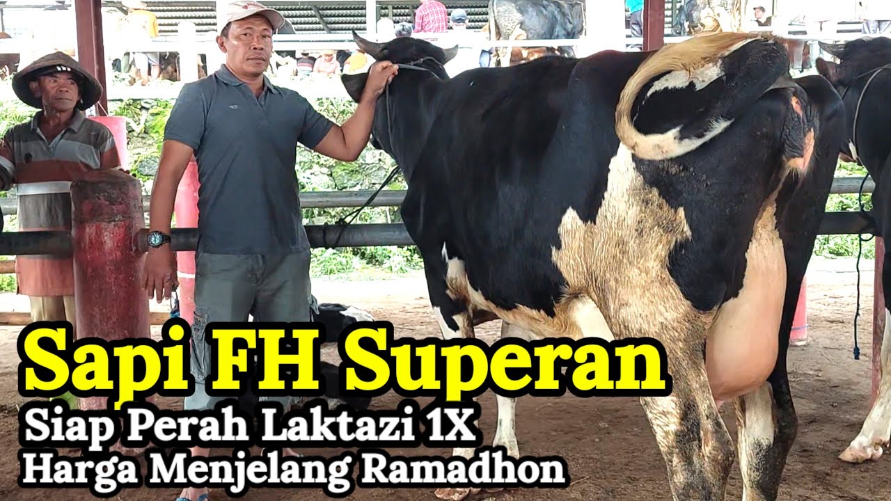 Cantik Super!!! Sapi FH Siap Perah , Laktazi 1X,Di Bandrol Harga 29 ...