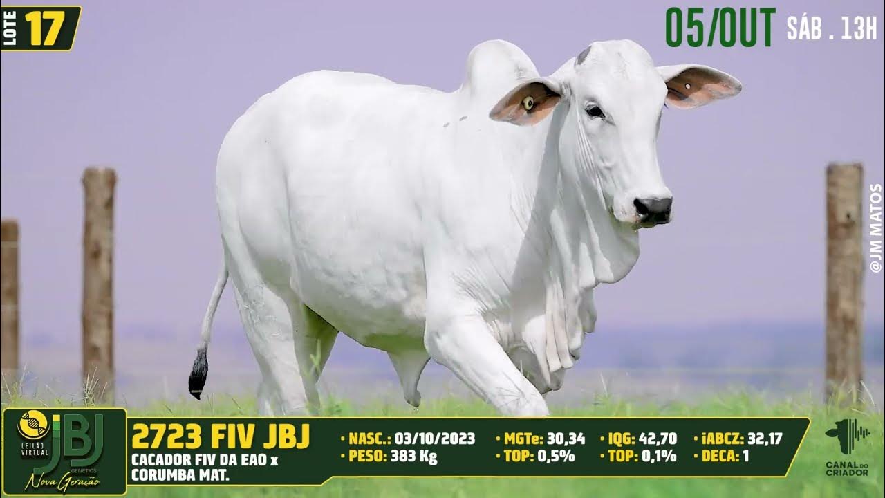 LOTE 17 JBJ 2723 - YouTube