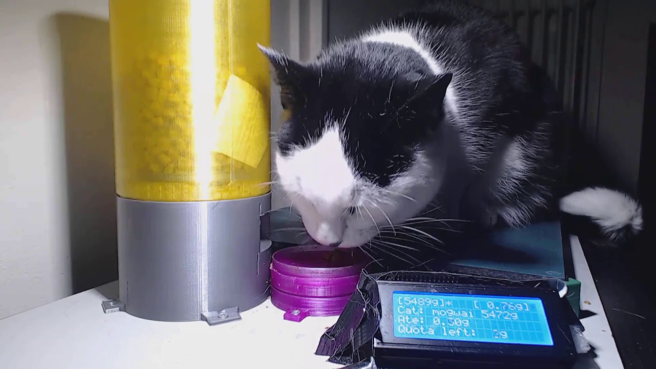 My cats eating (Live cat stream) - YouTube