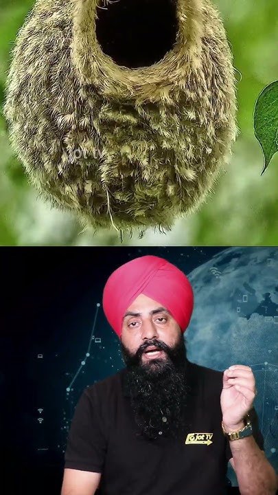 The Ultimate Snake-Proof Nest: Weaver Bird's Ingenious Design # ...