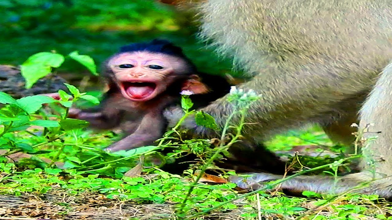 Cute New Baby ANGRY With Mum ST1713 Mono Monkey - YouTube