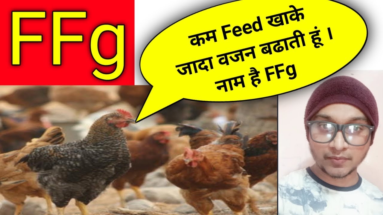 FFg murgi palan, FFg chicken farming, FFg murgi, FFg Kuroiler, Kuroiler ...
