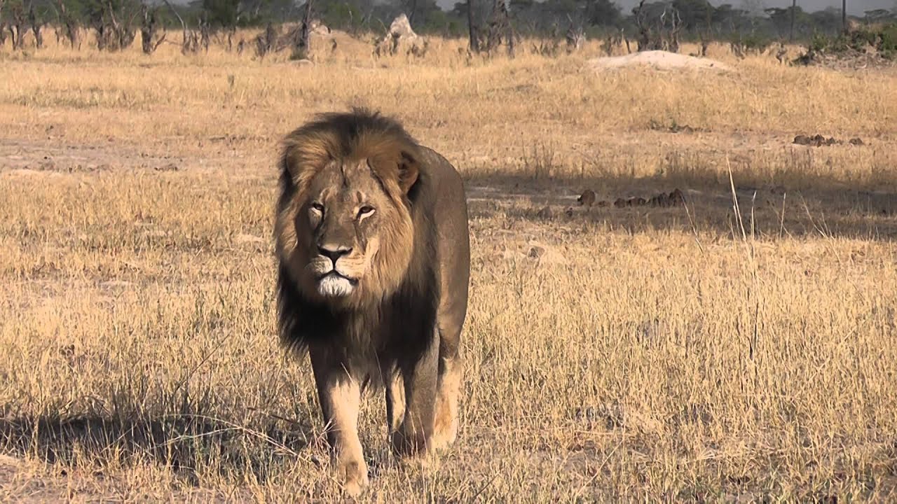 Cecil the lion in Hwange, Zimbabwe - YouTube