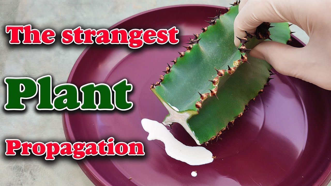 How to propagate a cactus ? | Propagate an Euphorbia simply - YouTube