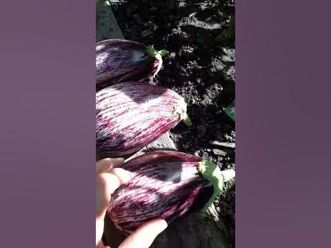 🍆БАКЛАЖАН - ЗАМОРСКИЙ ПОЛОСАТИК ОТ АЭЛИТА! ЛЕТО 2023💜 - YouTube