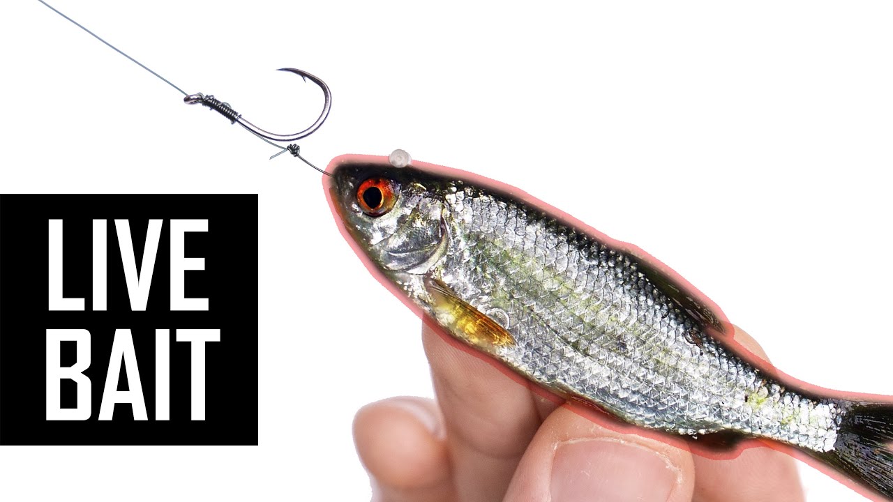 How to tie live bait ledger rig for big fish? - YouTube