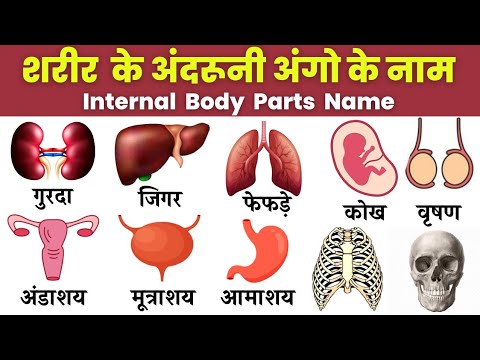 Internal Body Parts Name in English and Hindi | शरीर के अंदरूनी अंगों ...
