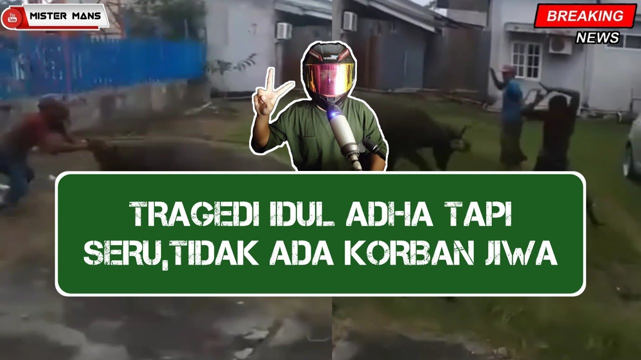 sapi ngamuk di idul adha |penjelasan lengkap - YouTube