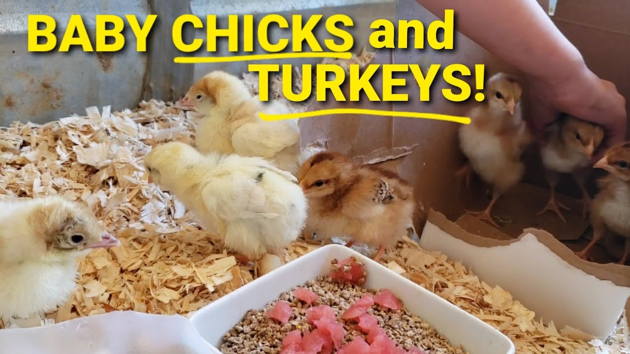 Baby Chicks & Turkeys! - YouTube