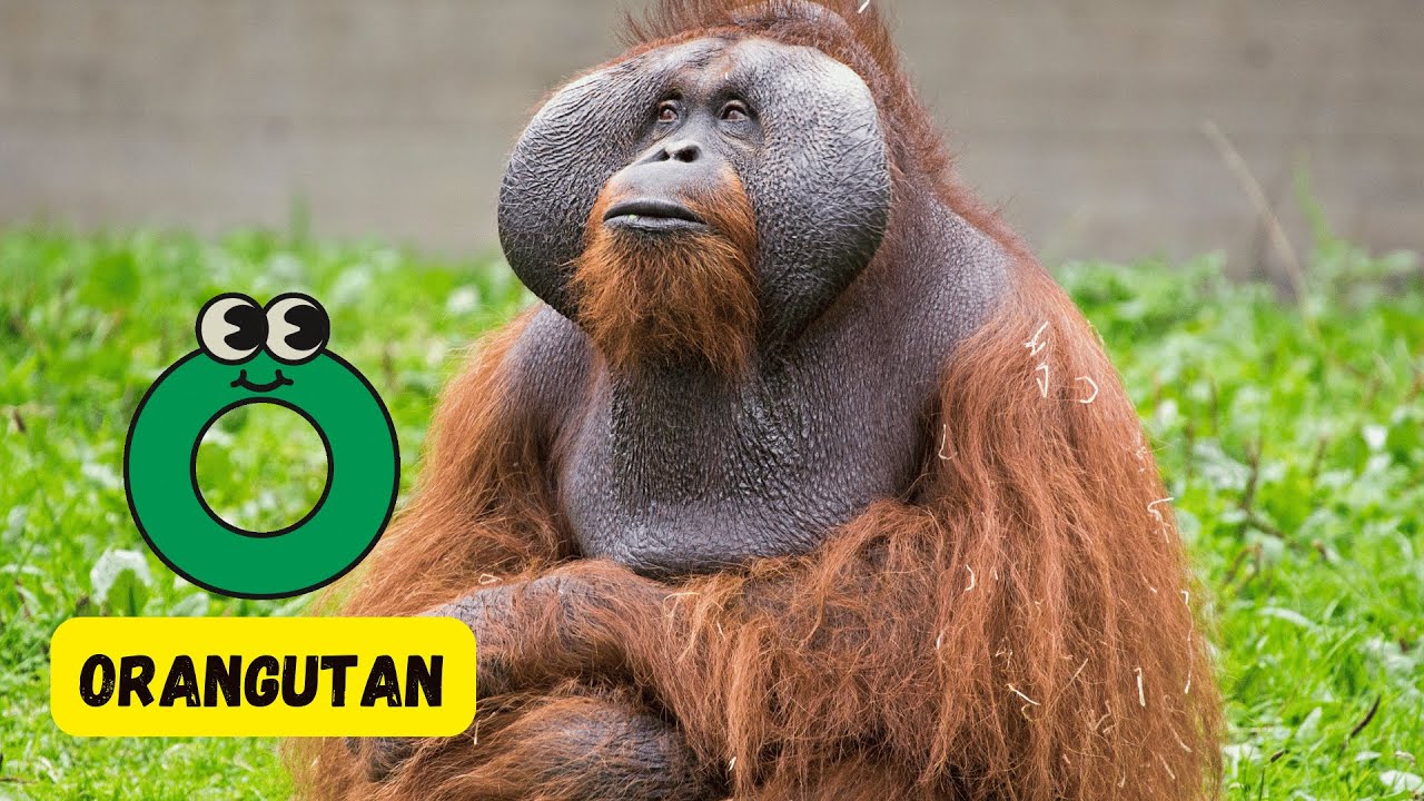 The 'O' Song 🎶 | Fun ABC Learning Video | Learn 'O' Words for Kids | # ...