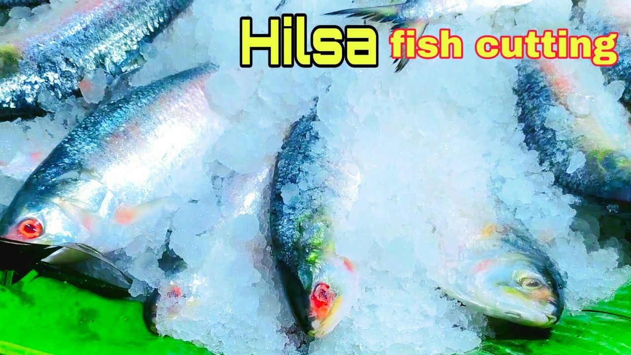 Hilsa fish | Hilsa fish price | fresh hilsa fish online | ilish fish ...