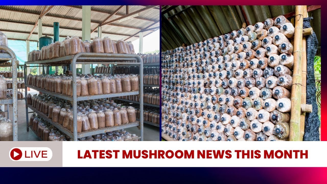Mushroom Growing. Incubation process in mushroom cultivation. - YouTube