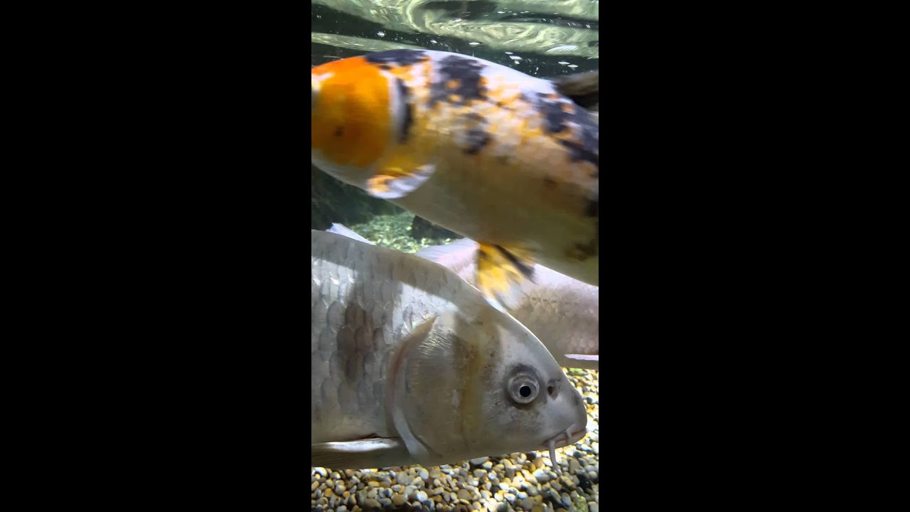 Big Ass Fish - YouTube