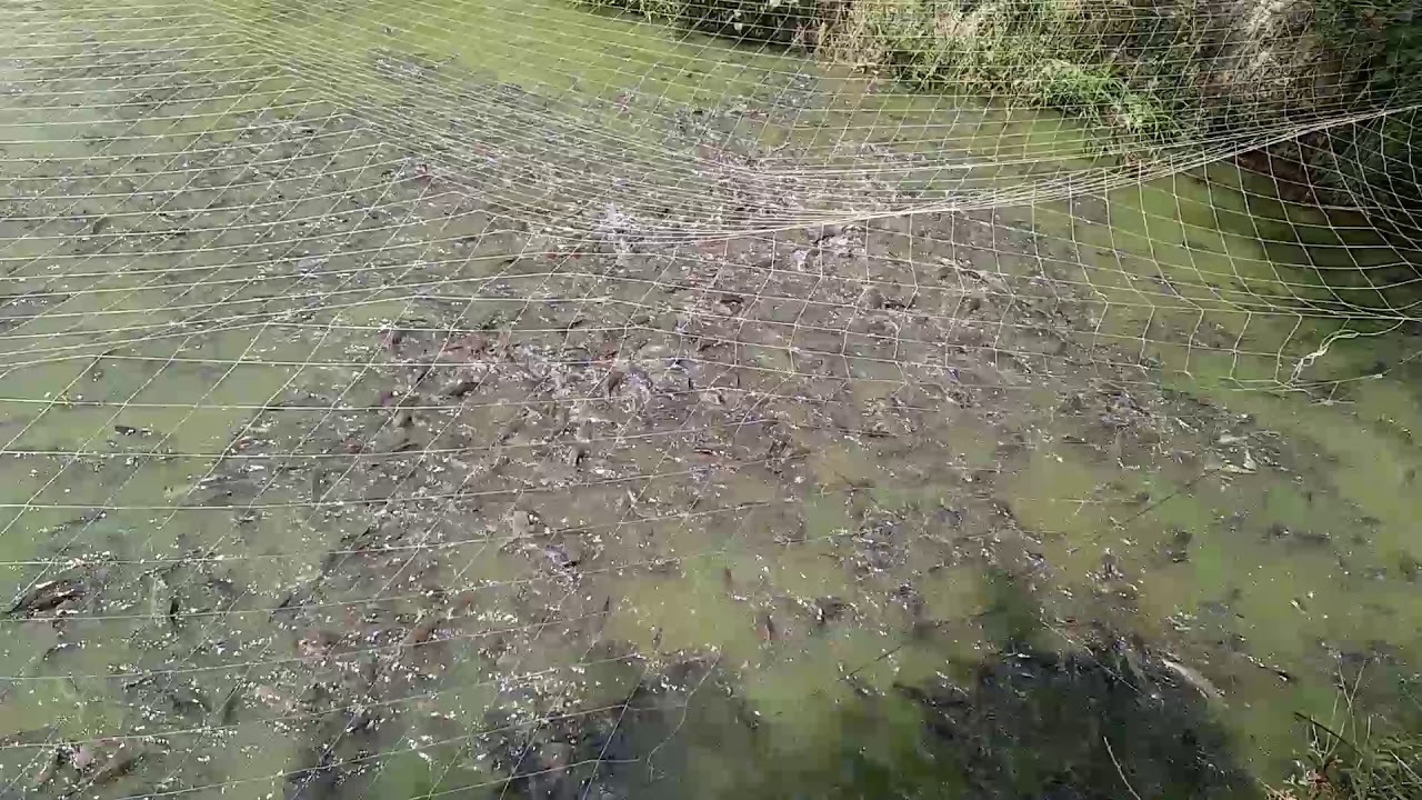 Hybrid Magur Fish Farming l Fish Growth Time l Million Of Catfish ...