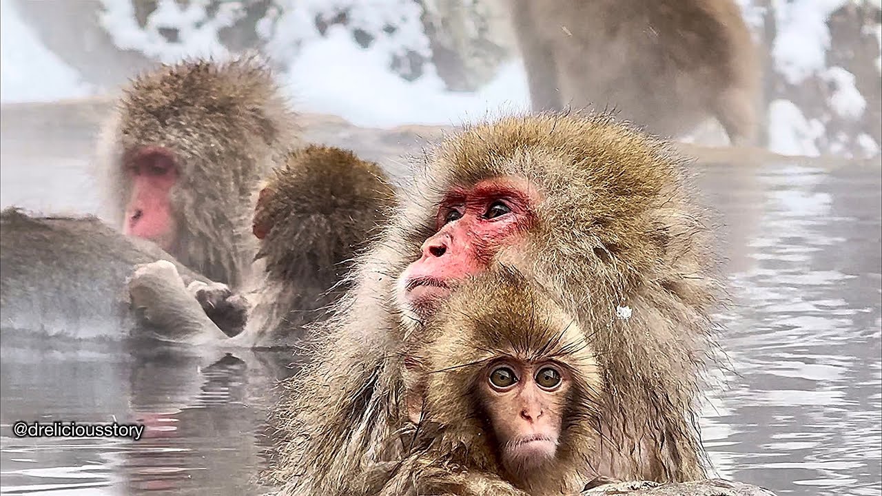 Jigokudani Yaen-Koen Snow Monkey Park Visit Walk Arounds REVIEW ...