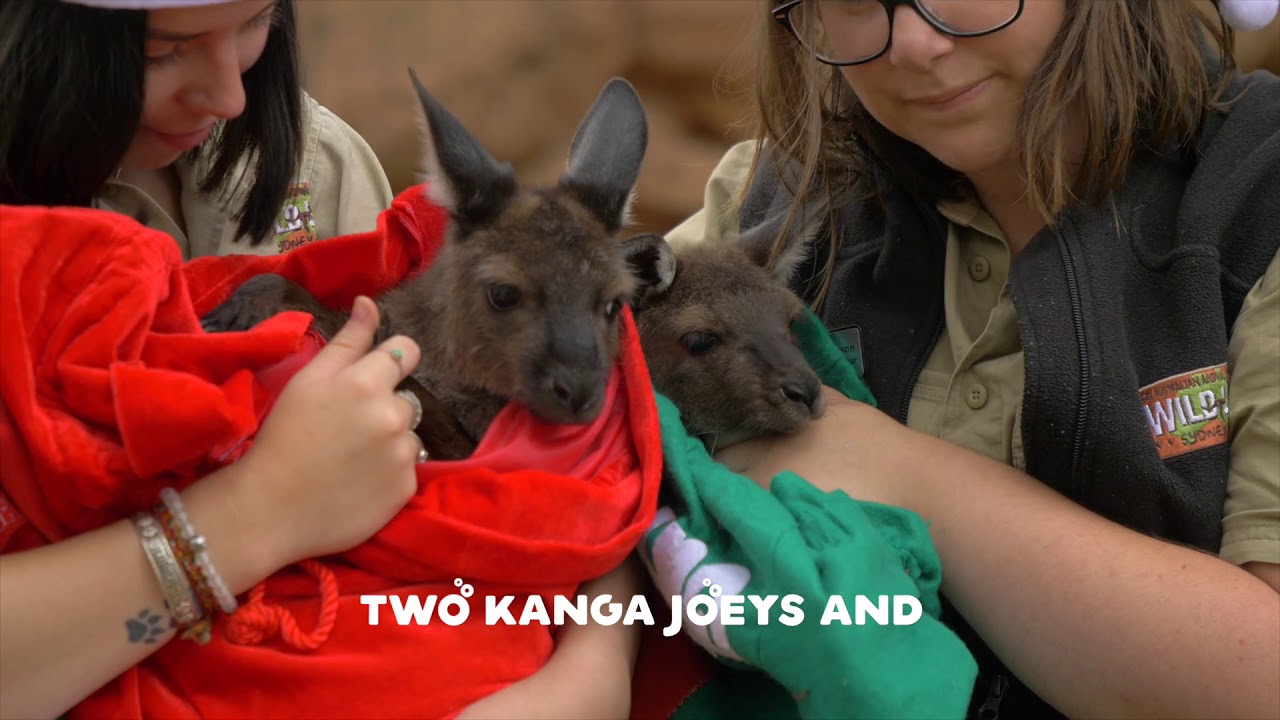 12 Days of Christmas at WILD LIFE Sydney Zoo - YouTube