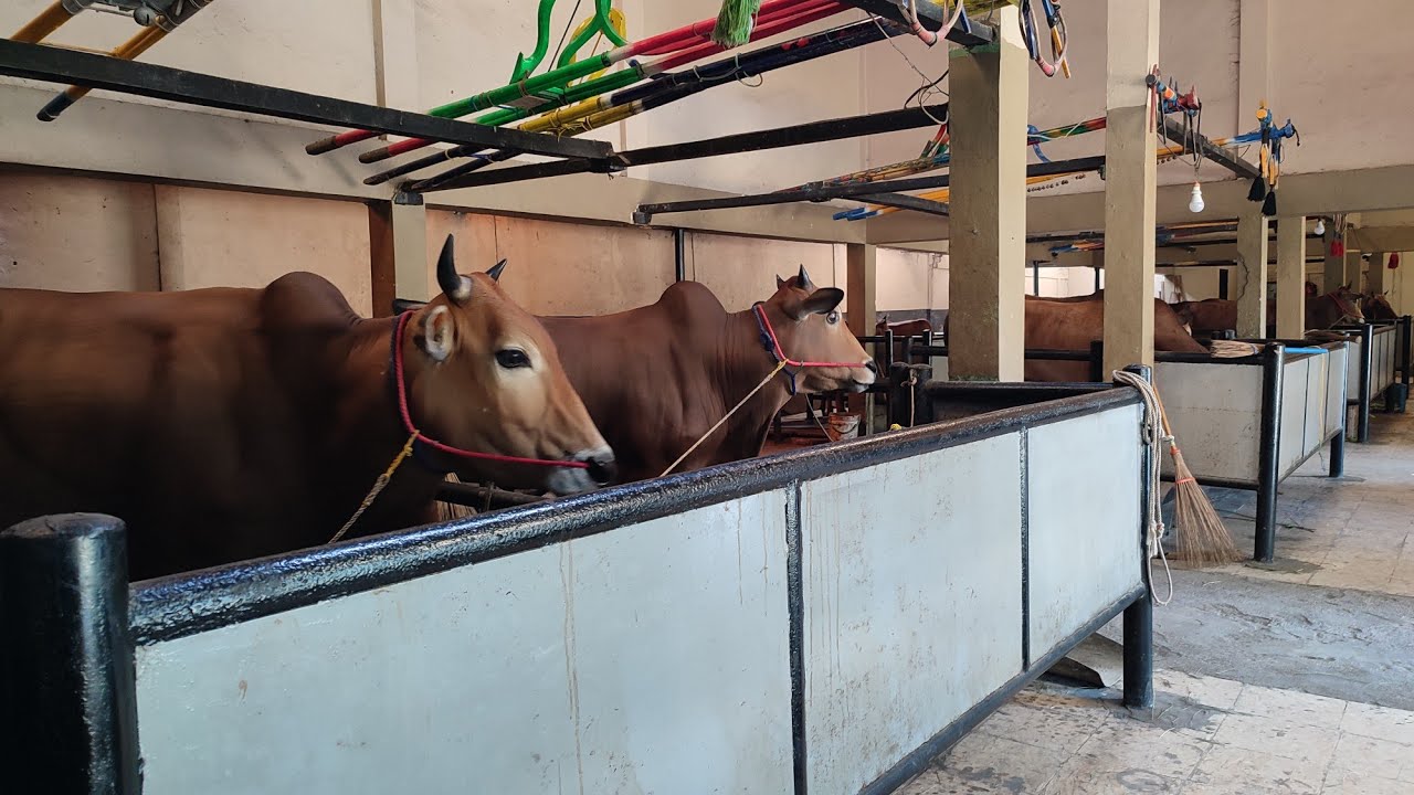 Inilah sapi sapi kerap Jawara di Gagak Rimang Team GRT - YouTube