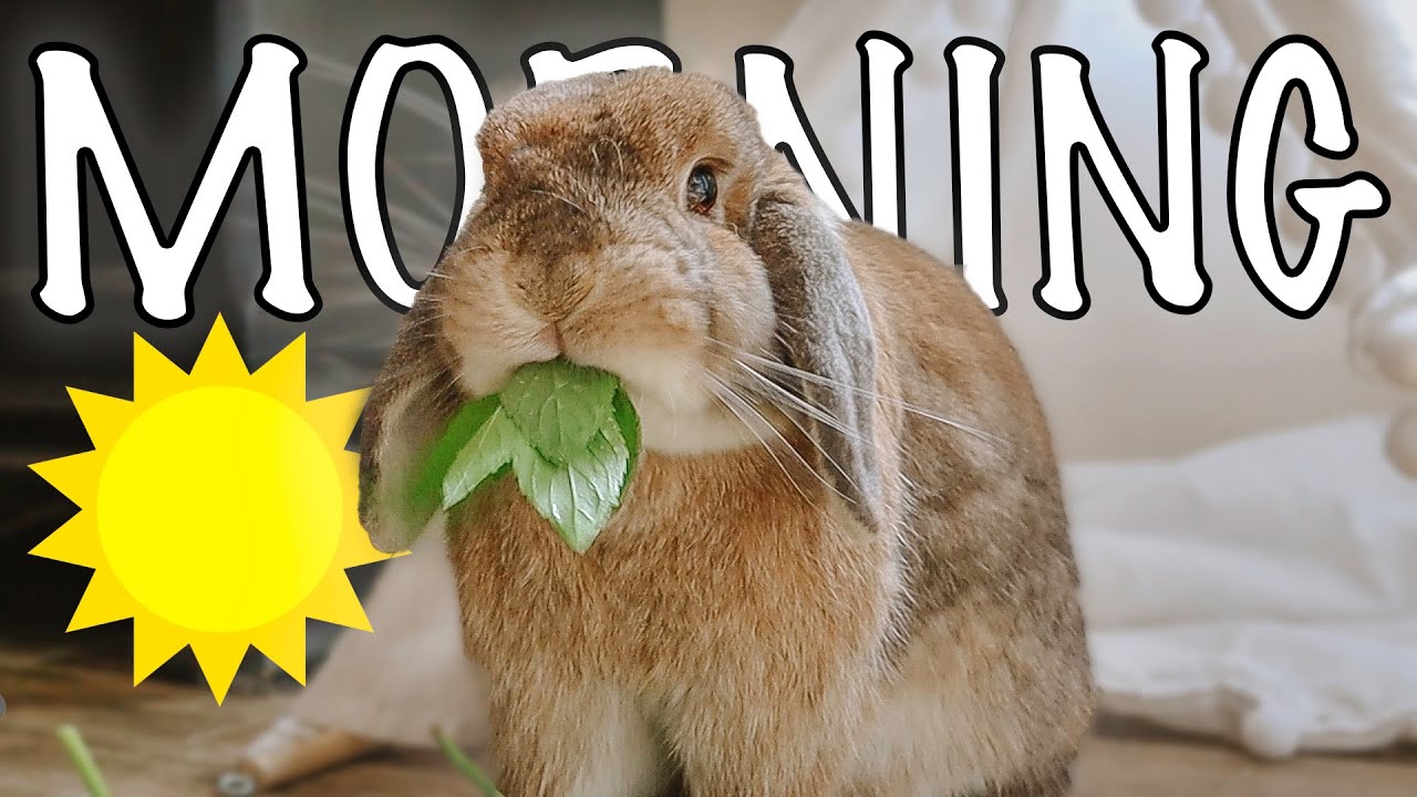 Summer Bunny Morning Routine 🌞 - YouTube