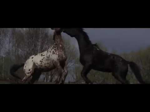 Free horses Avanpost