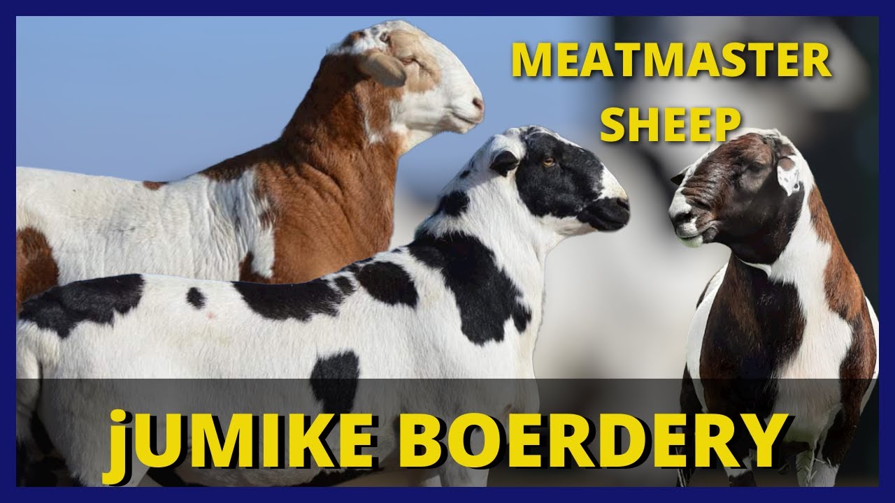 🔵 TOP quality Meatmaster rams - Jumike Boerdery - YouTube