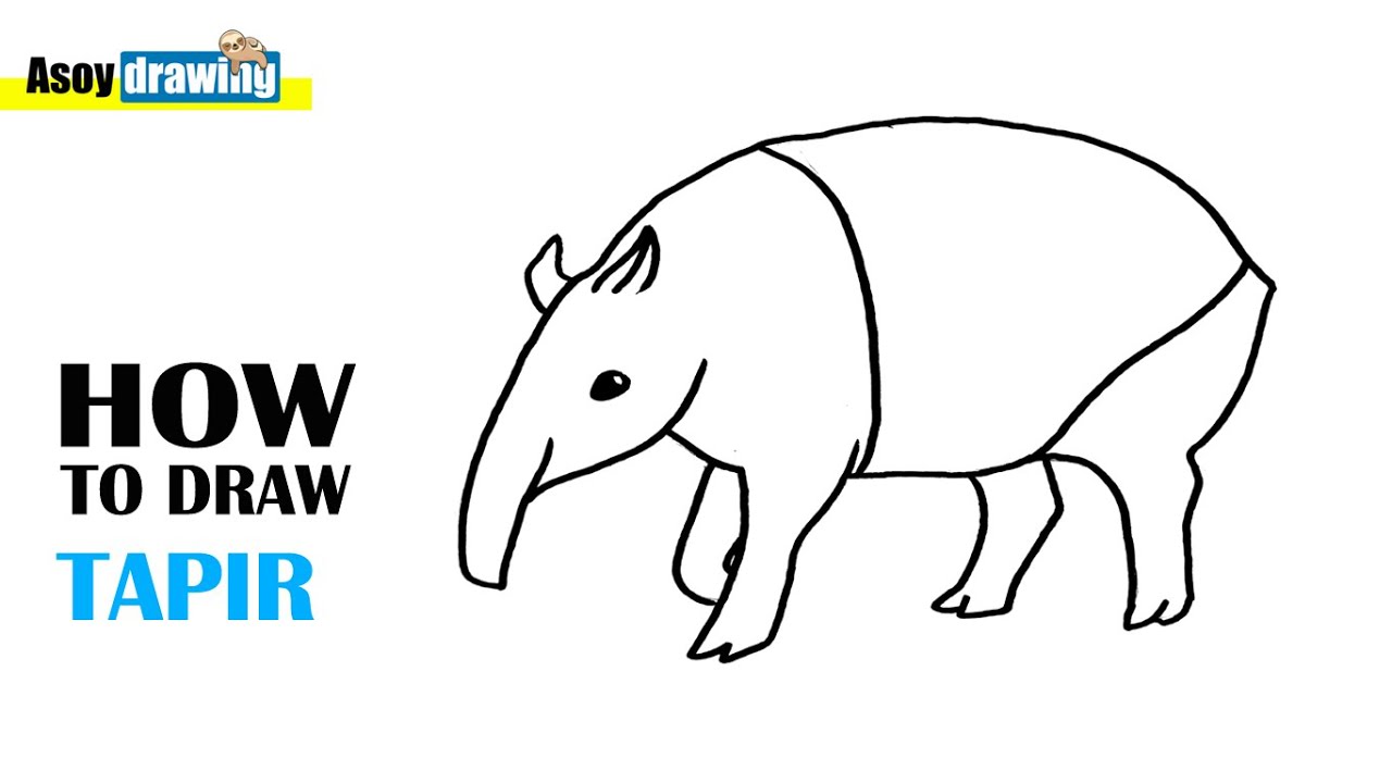 How to Draw Tapir - YouTube