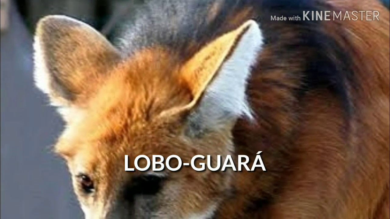 Lobo-guará e a sua história - YouTube
