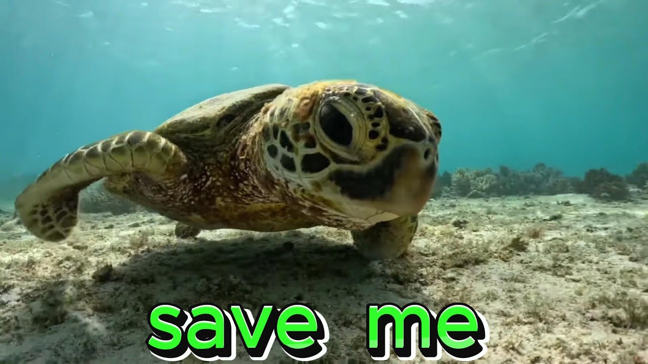 SAVE ME - YouTube
