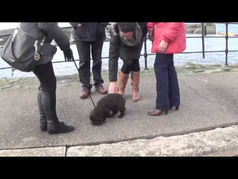 Puppy Vlog - Labradoodle 10 Weeks Old - Day 9 Home - YouTube