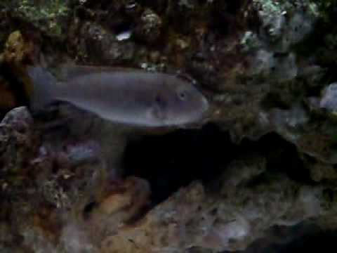 pseudotropheuse perspicax ndumbi red top f1 subadulte lilou93 - YouTube