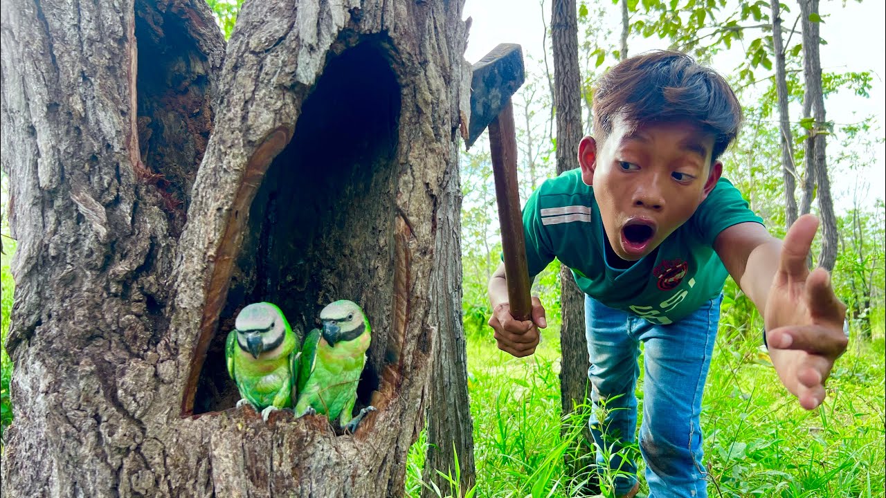 Video !!!!of loggers seeing parrots#love #wildlife #beautiful #bird ...